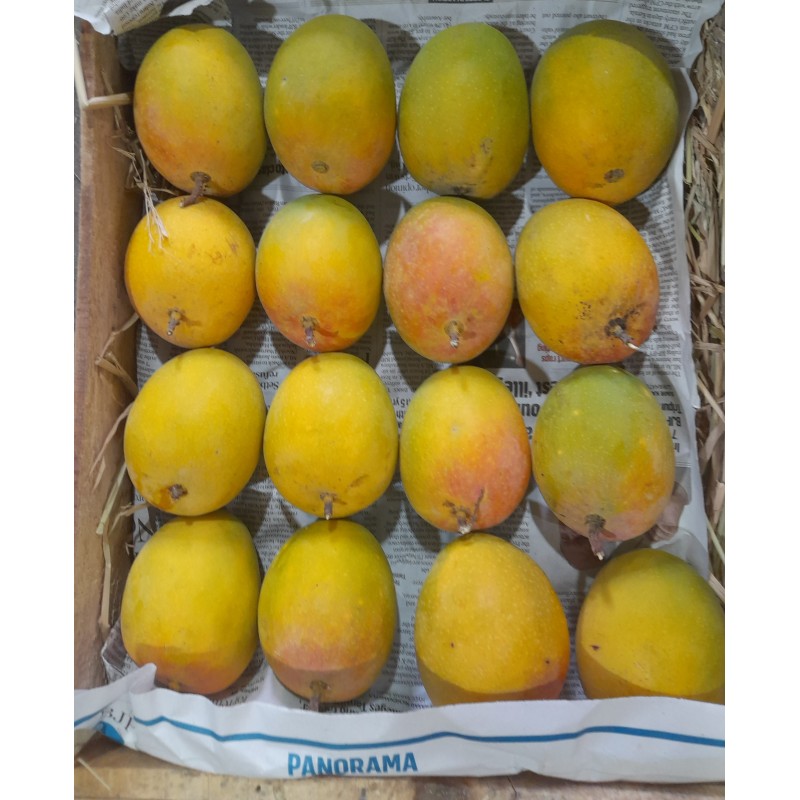 Devgad Mangoes in Pune | Devgad Mangoes Online | Devgad Mango Price in Pune